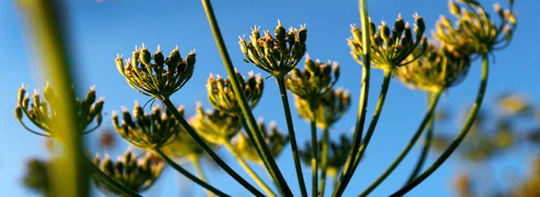 Cow Parsley Decorative Garden Screen or Metal Wall Art